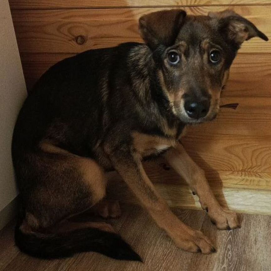 Щенок из приюта