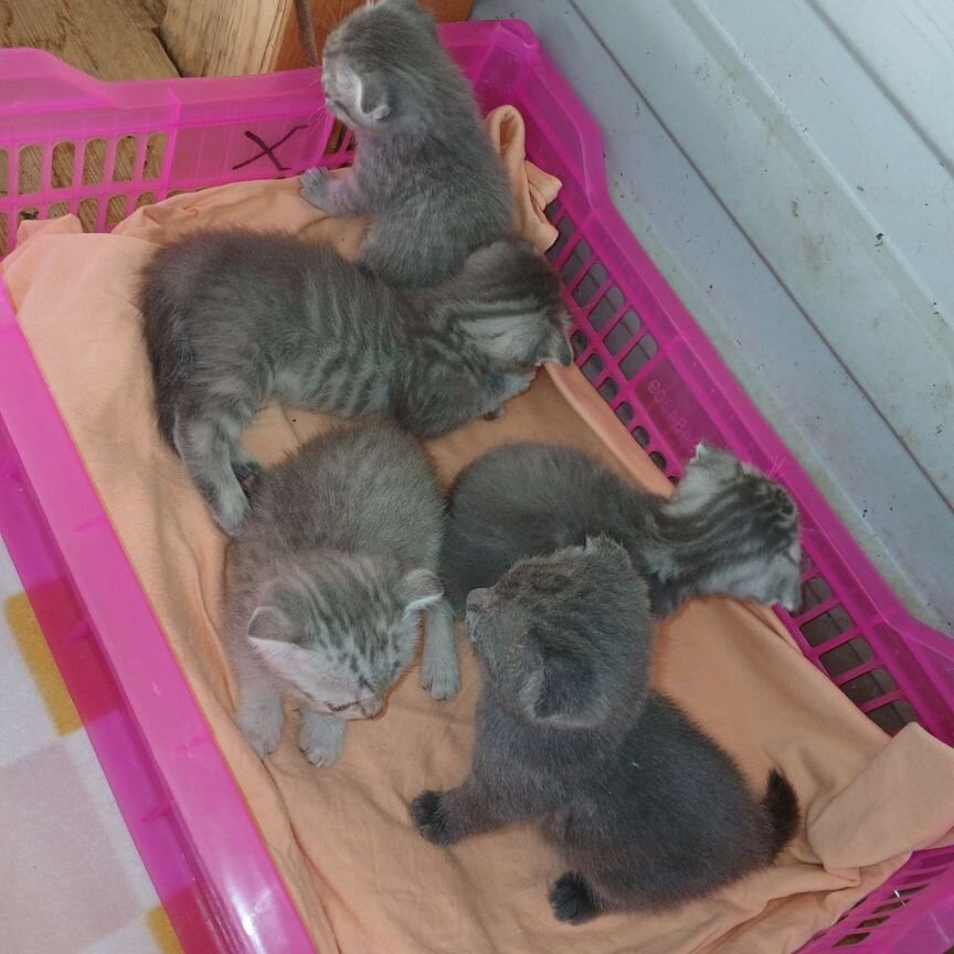 Шотландский вислоухий короткошёрстный котёнок