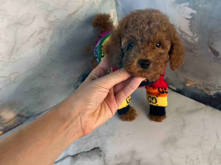 Той-пудель мини мальчик