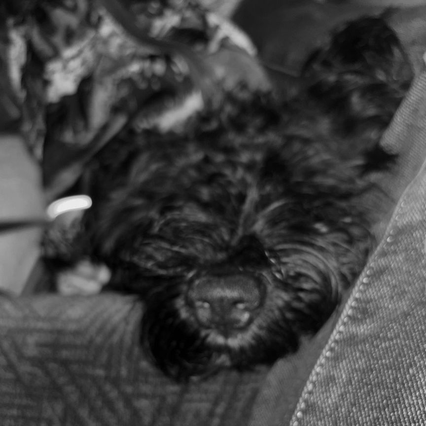 Цвергшнауцер, взрослый пёс