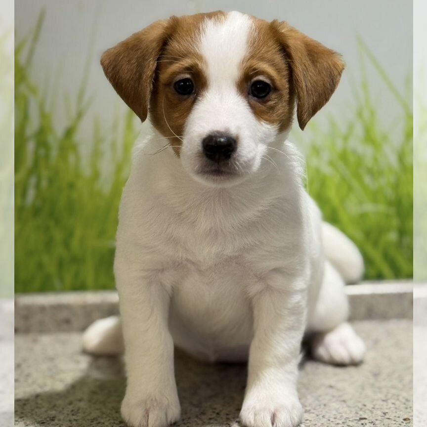 Джек-рассел-терьер, щенок
