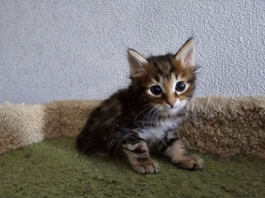 Клубные котята