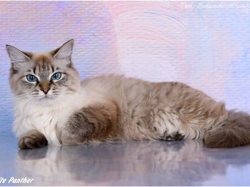 Невская маскарадная бронь