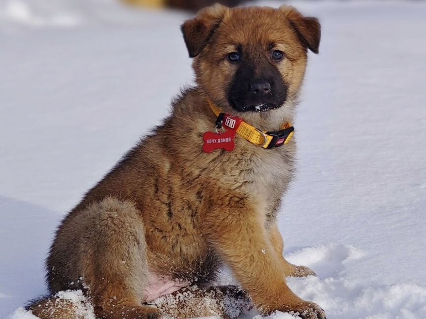 Щенок девочка, 2 месяца, в добрые руки