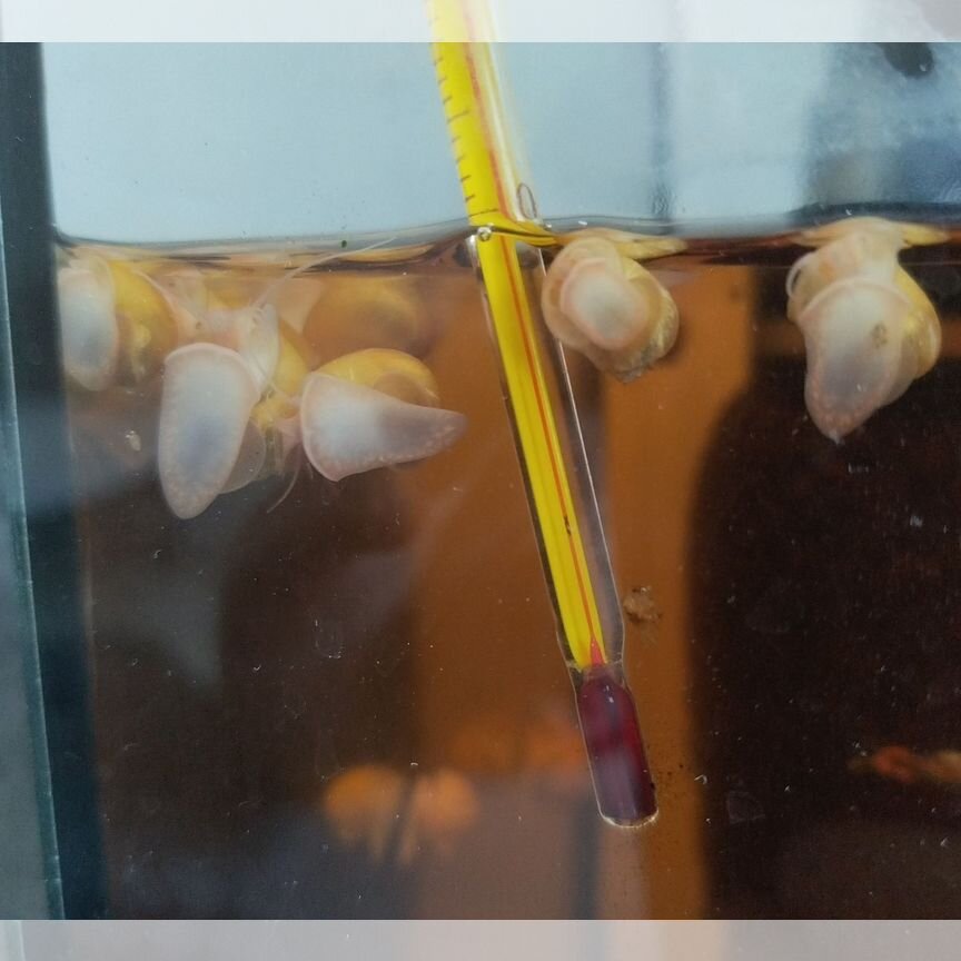 Улитки ампулярии желтые