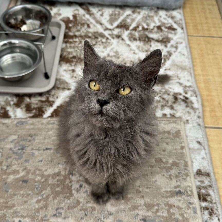 Котенок