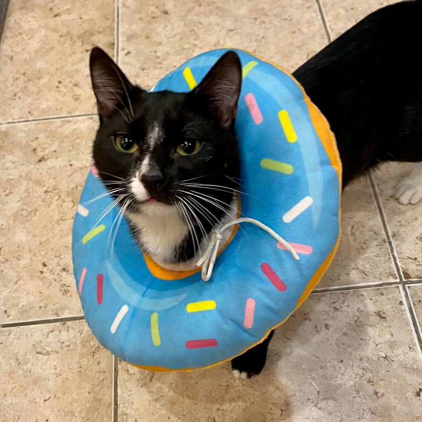 Ласковый здоровый молодой Котик