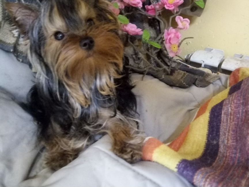 Йоркширский терьер мини