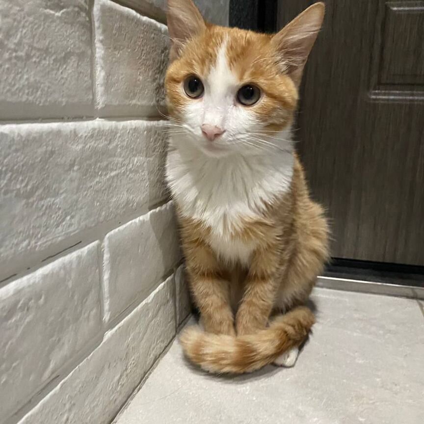 Котенок милаш рыжулька нежнятинка