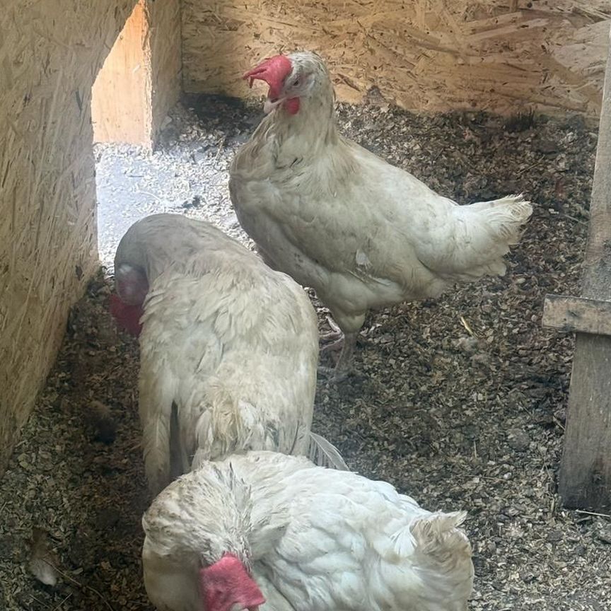 Куры несушки Декалб Уайт