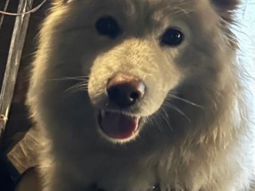 Отдам самоедскую лайку