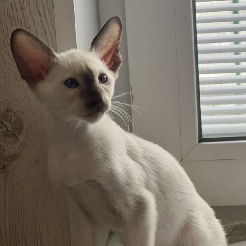 Ори мальчик