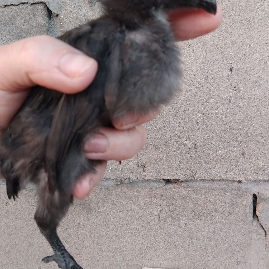 Цыплята ухейилюй