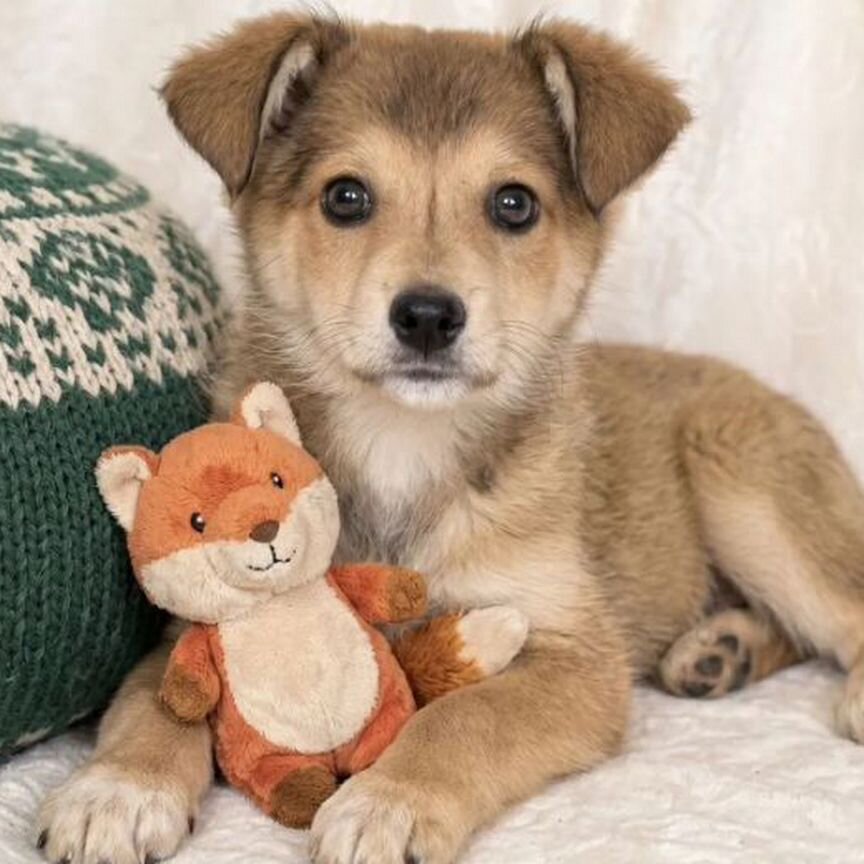 Щенок в добрые руки