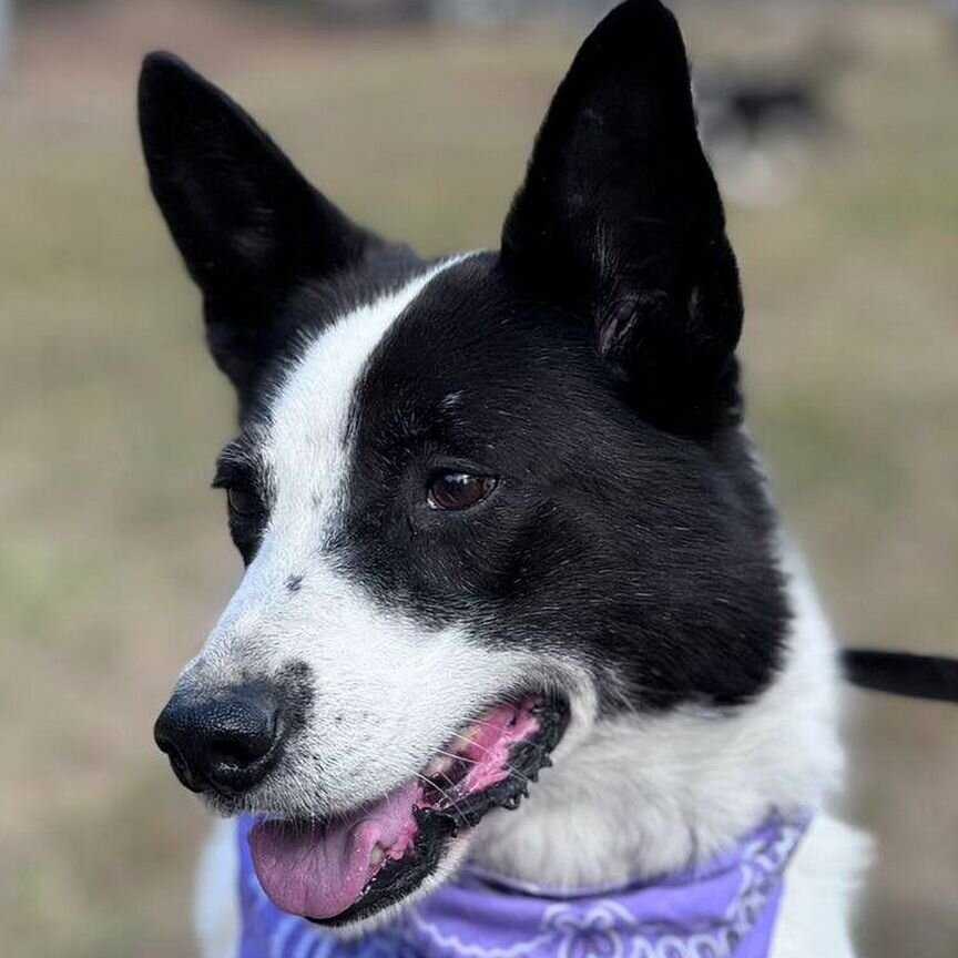 Бим ищет дом