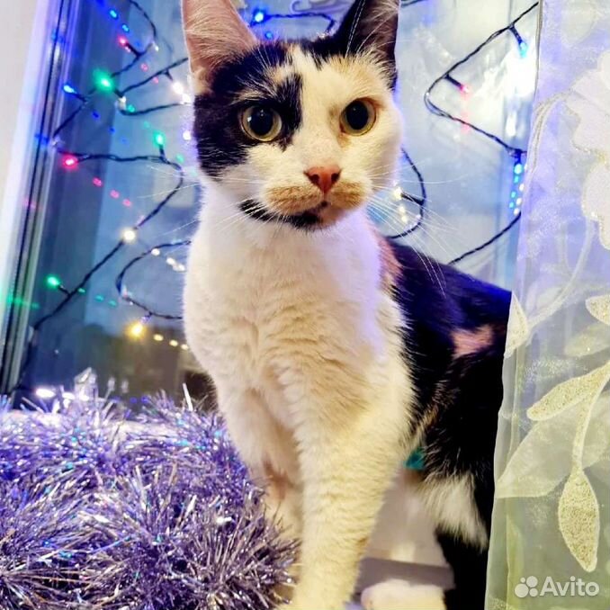 Кошечка с вик ищет дом