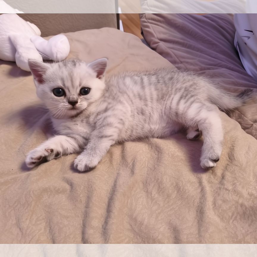 Шотландский прямоухий короткошёрстный котёнок