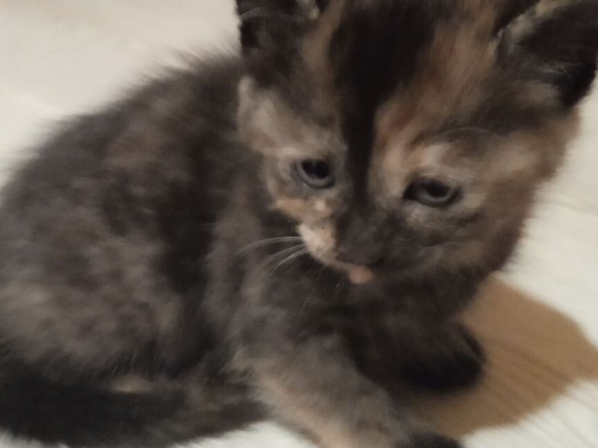 Кошка