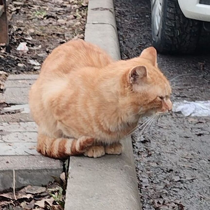 Рыжий кот Рыжуля