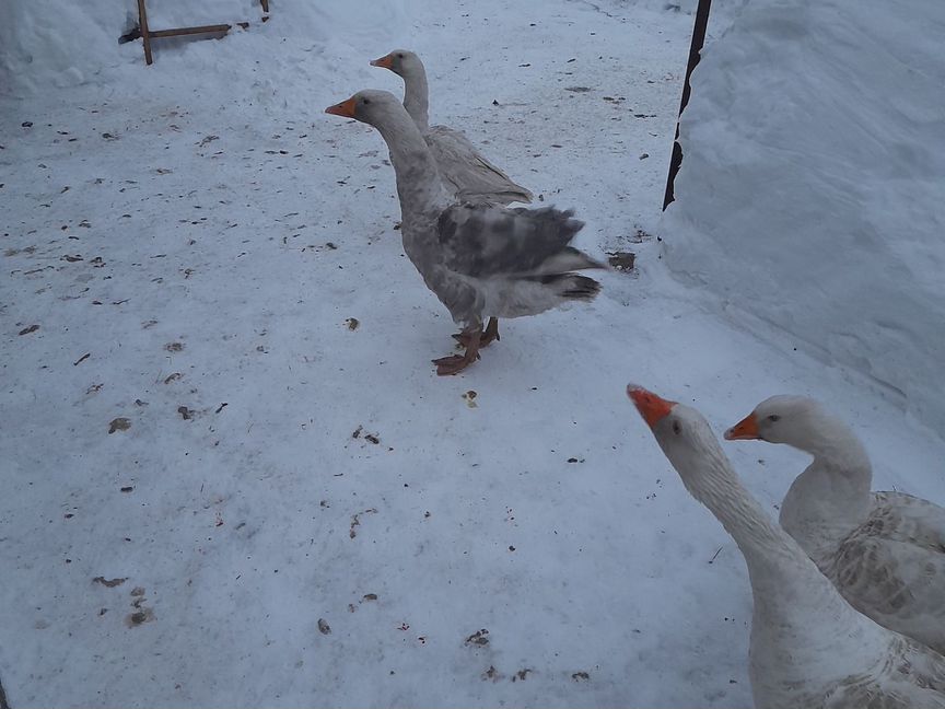 Гусь(гусак)