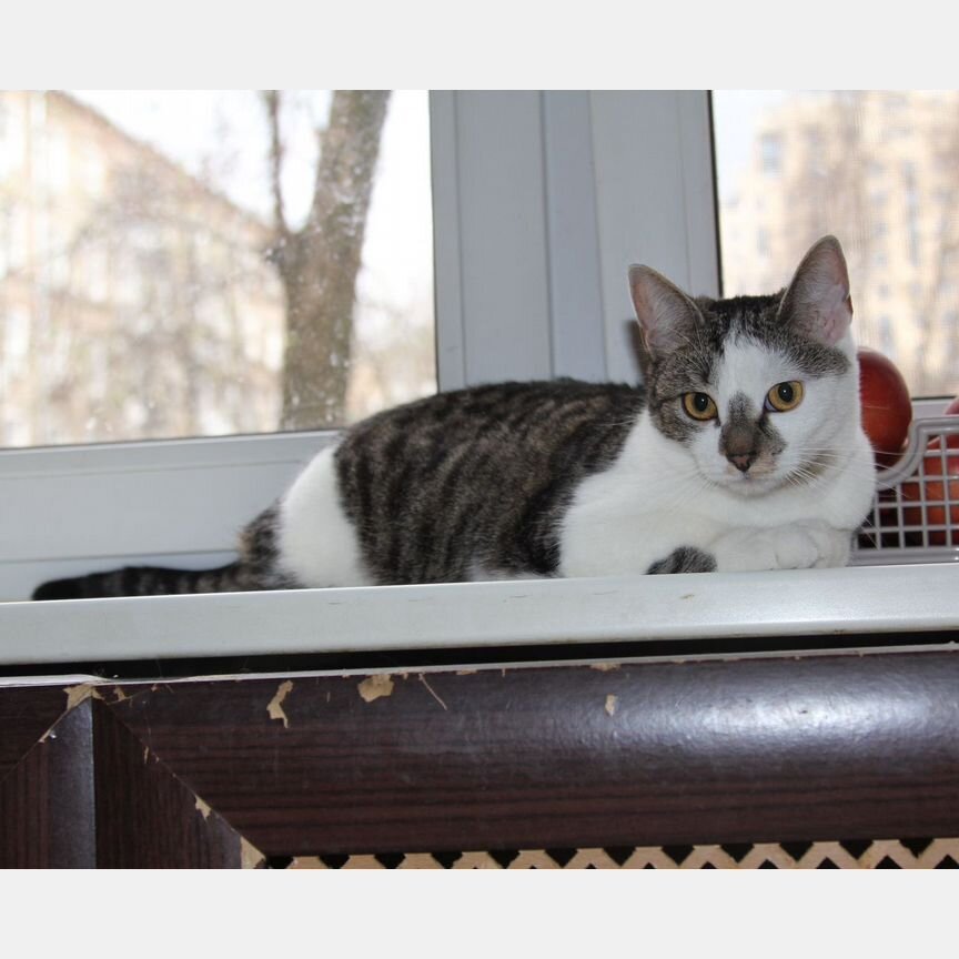 Молодая кошечка, чудом выжила, нужен дом