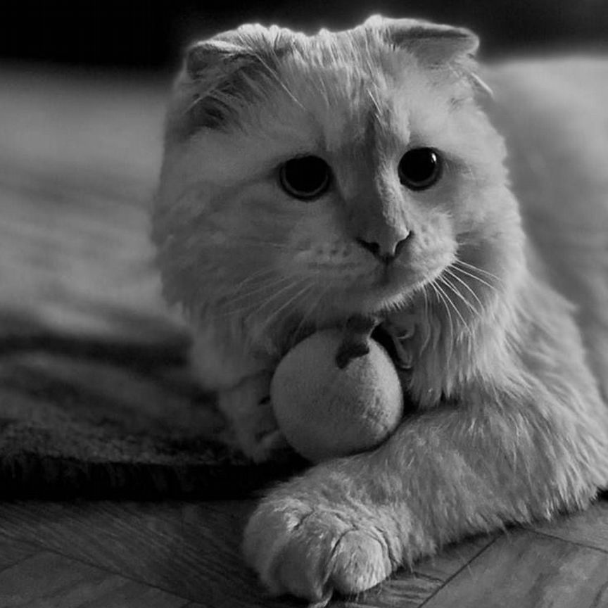 Котик в добрые руки