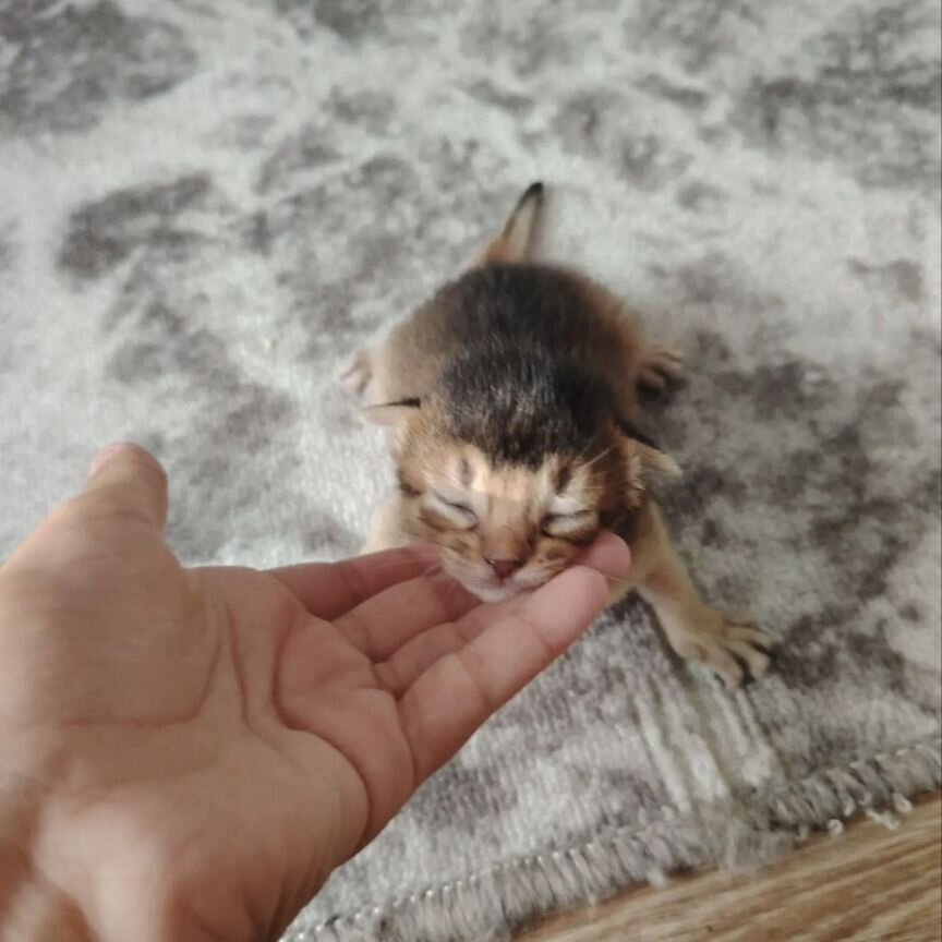 Абиссинский котёнок