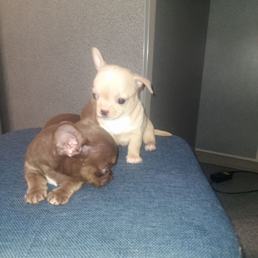 Мальчики гладники чишки