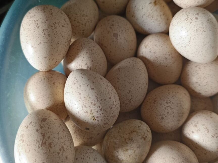 Яйцо кеклика