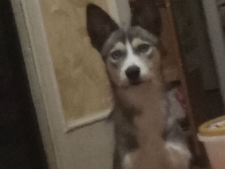 Сибирский хаски