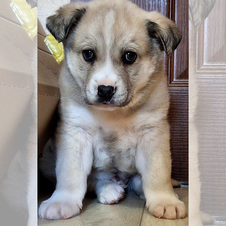 Щенок в добрые руки