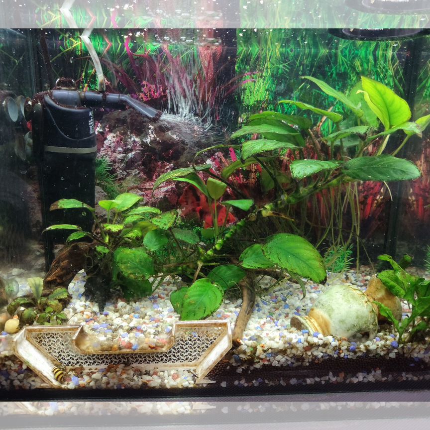 Содержимое аквариума