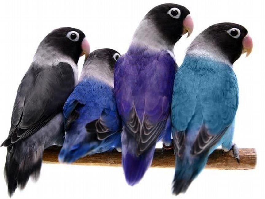 Неразлучники фиолетовые и чёрные