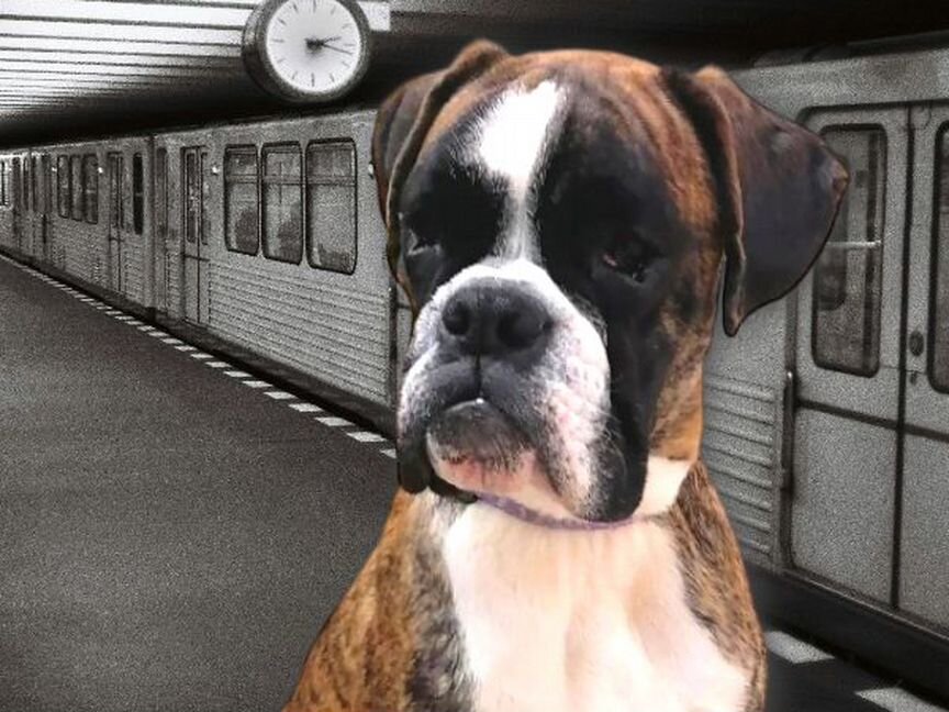 Отдам немецкого боксера