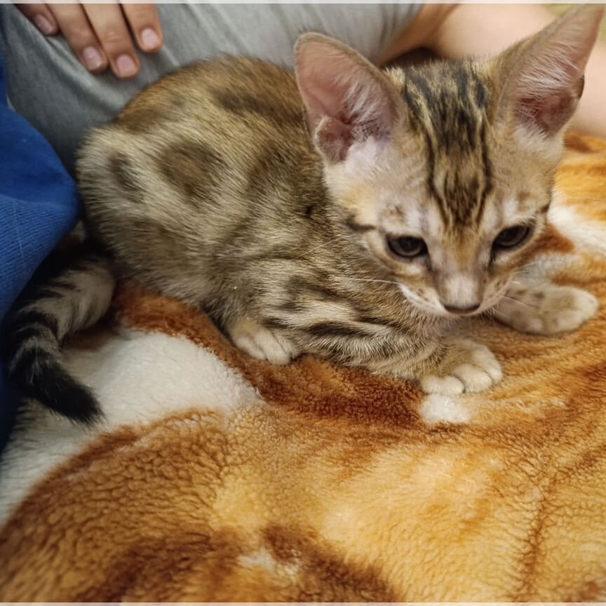 Бенгальская