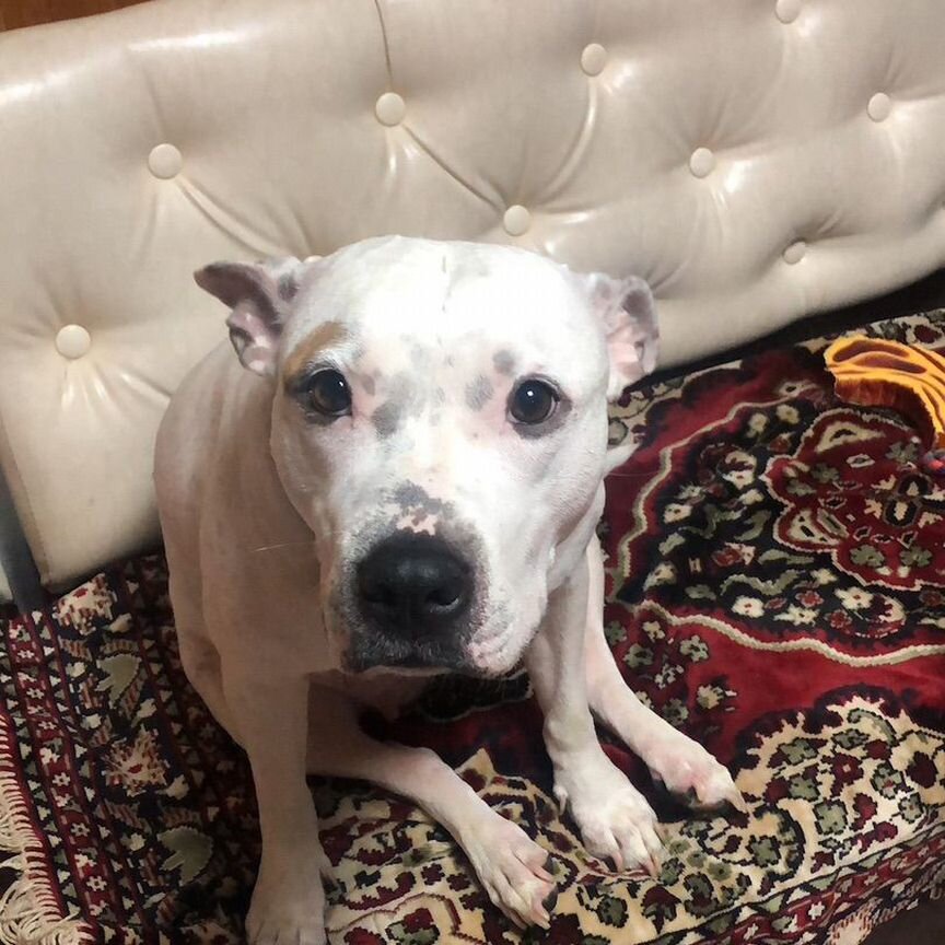 Отдам в добрые руки стафтерьер, девочка