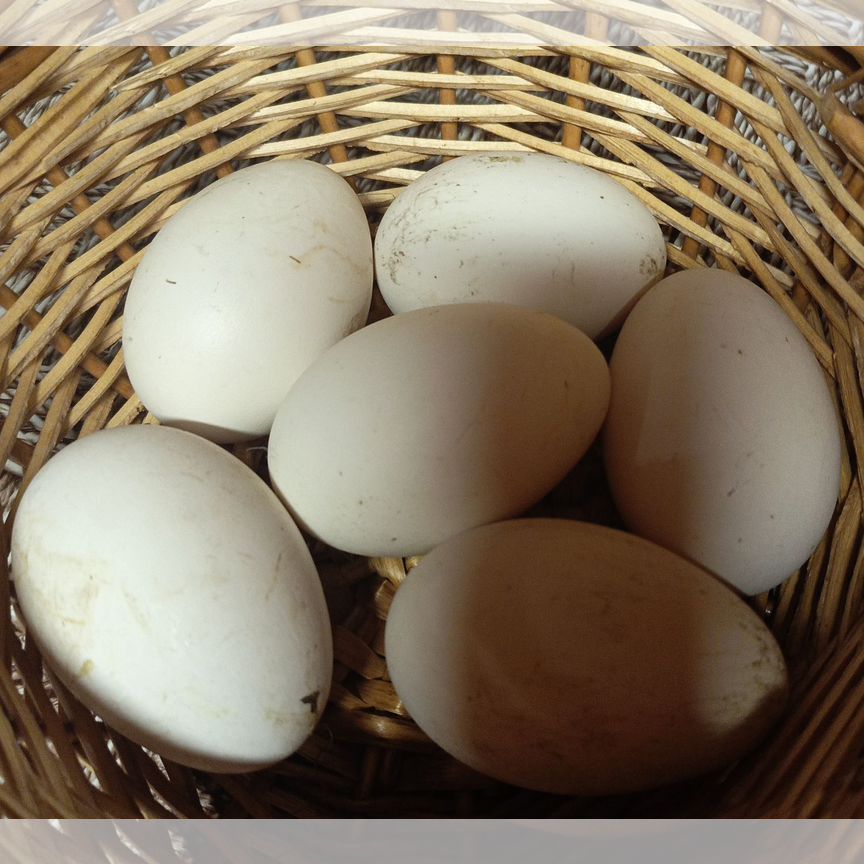 Яйцо гусиное на еду и инкубацию