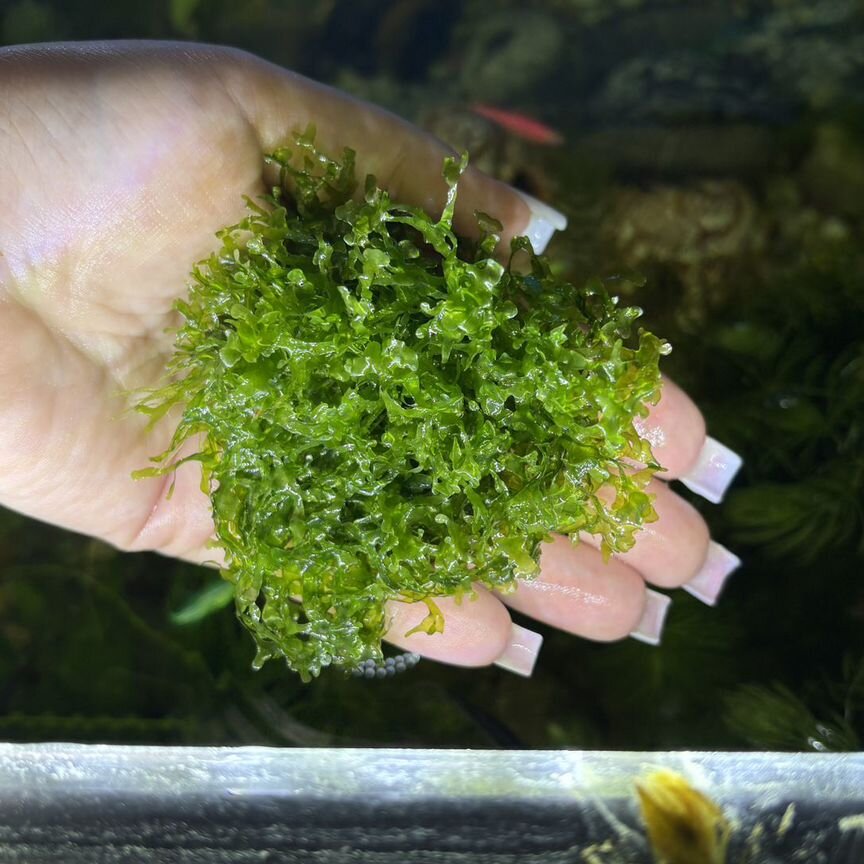 Водоросли для аквариума