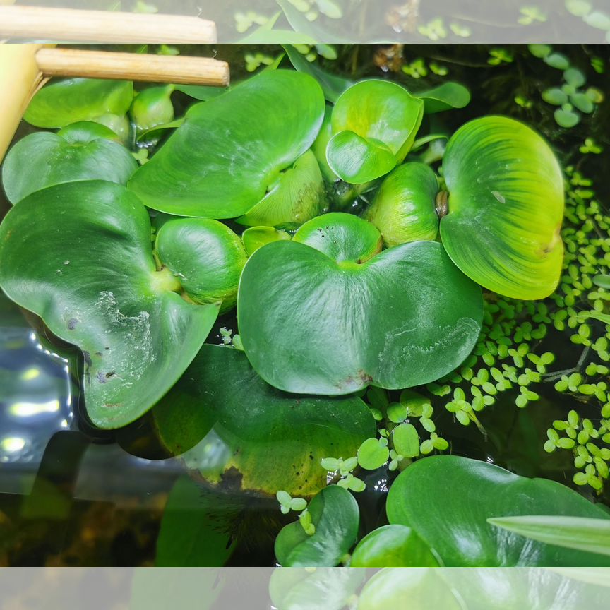 Аквариумные растения