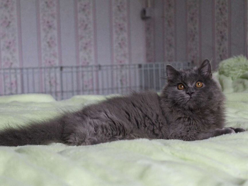 Хайленд страйт мальчик