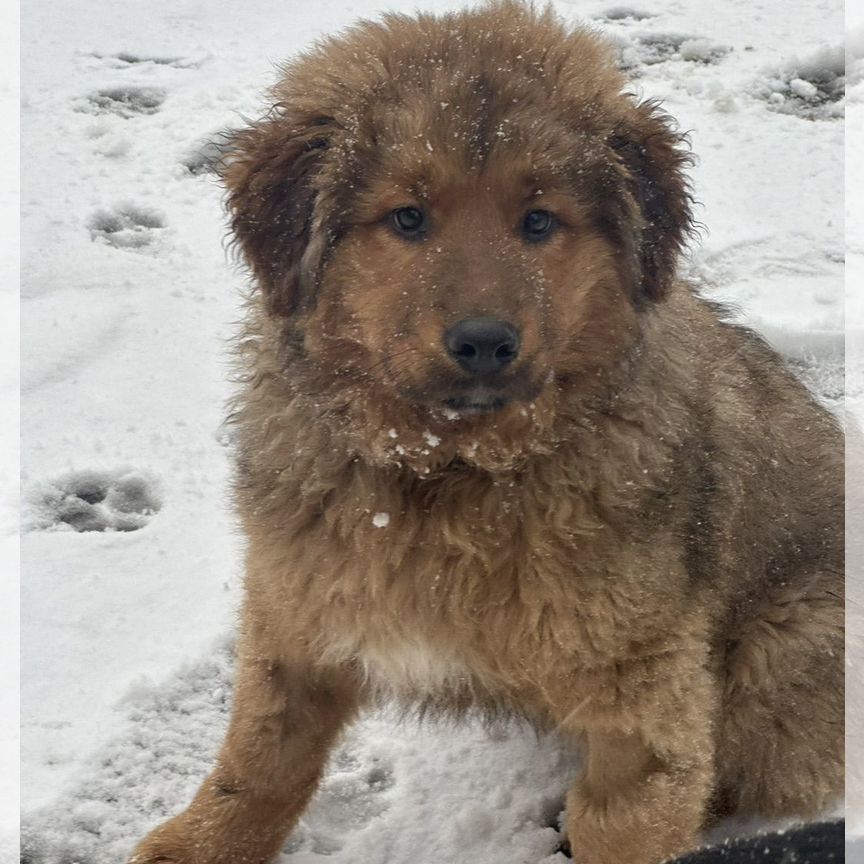 Щенок хотошо