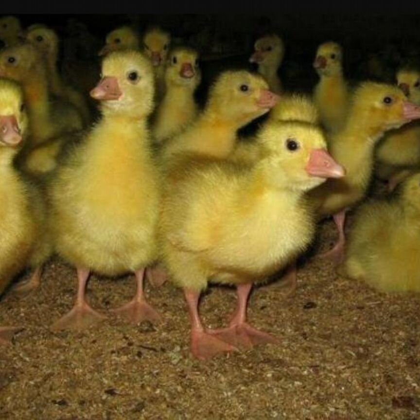 Гусята недельные