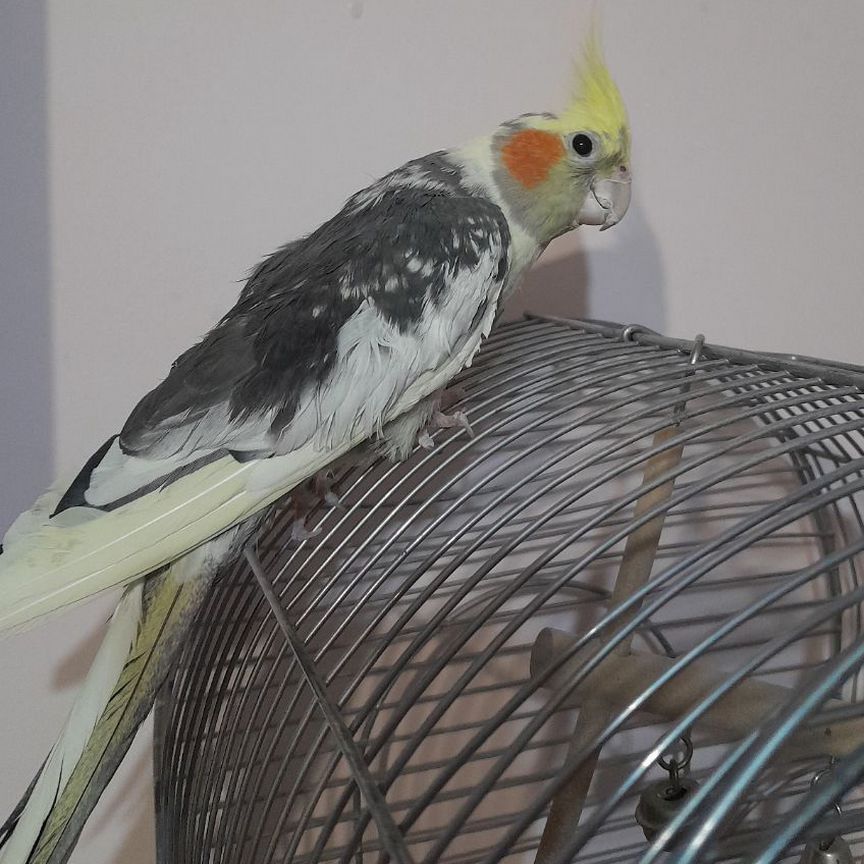 Волнистый попугай