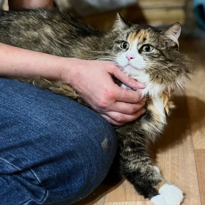 Прехорошенькая Конфетка. Лесной приют