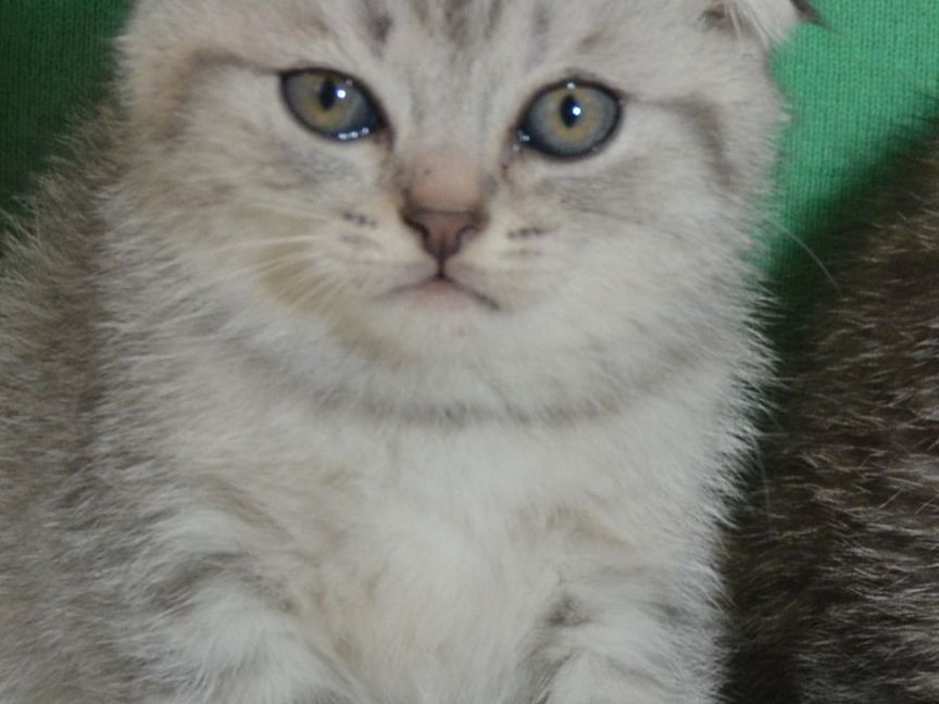 Кот вислоухий серебро