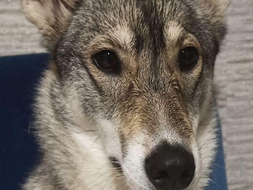 Щенки западно сибирской лайки помесь