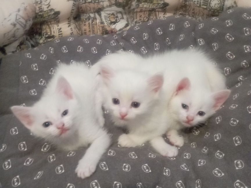 Котята без породы