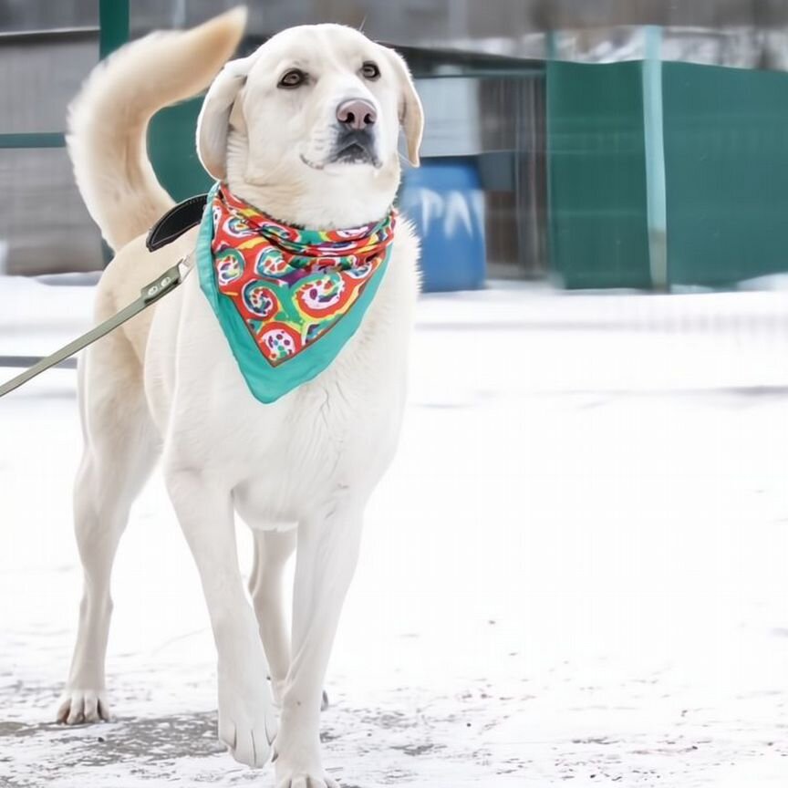 Взрослая собака в добрые руки