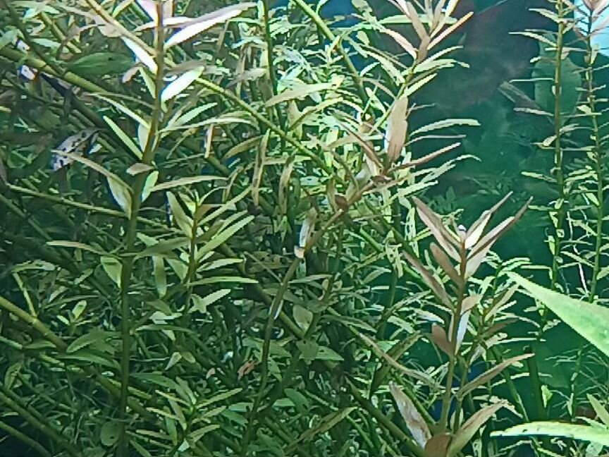 Ротала индика