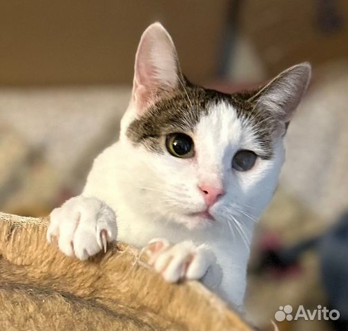 Такую миленькую кошечку надо ещё поискать